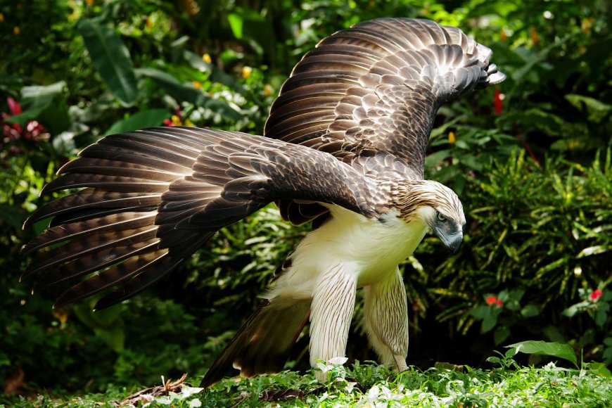 Ang Philippine Eagle: Ang Pambansang Ibon ng Pilipinas - Filipino in ...